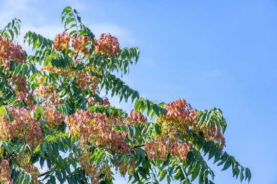"Tree Of Heaven" Images – Browse 12,120 Stock Photos, Vectors, and ...