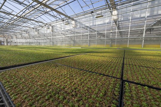 Treibhaus Bilder – Durchsuchen 1,076,917 Archivfotos, Vektorgrafiken ...