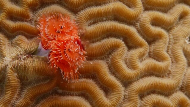 "Coral Polyp" Images – Browse 24,430 Stock Photos, Vectors, and Video ...