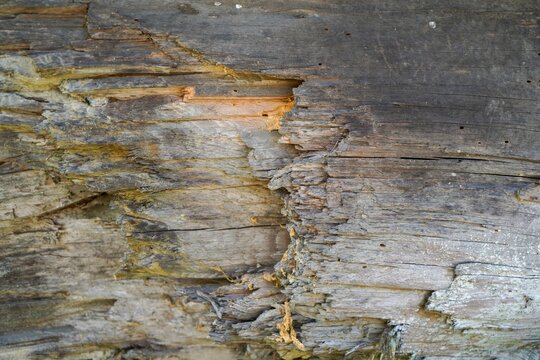 Broken Log Images – Browse 17,738 Stock Photos, Vectors, and Video ...