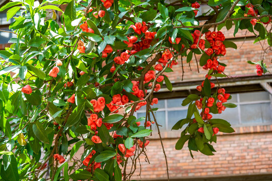 「Jamalac」の画像 - 2,159 件の Stock 写真、ベクターおよびビデオ | Adobe Stock