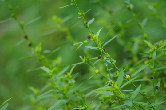 Wireweed Images – Browse 100 Stock Photos, Vectors, and Video | Adobe Stock