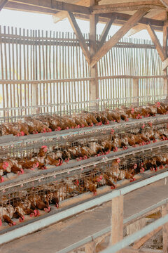 "Chicken Cage" Bilder – Durchsuchen 124 Archivfotos, Vektorgrafiken und ...