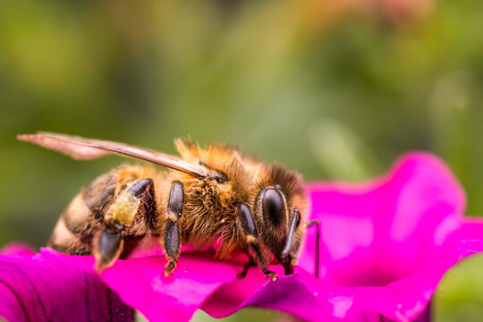 รูปภาพHoney-Bee – เลือกดูภาพถ่ายสต็อก เวกเตอร์ และวิดีโอ682,947 | Adobe ...