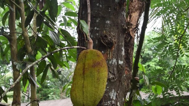 "Jack Fruit Tree" Images – Browse 155 Stock Photos, Vectors, and Video ...