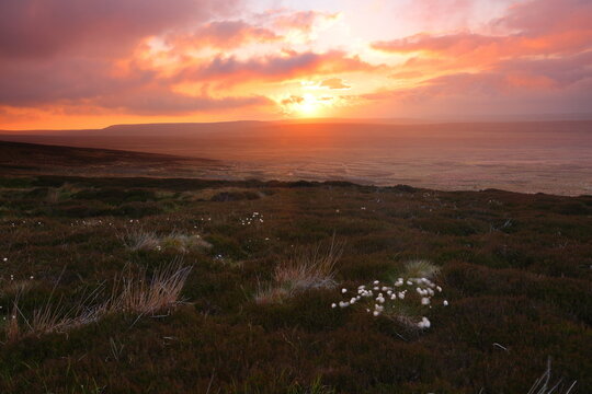 Tann bilder – Bläddra bland 1,749 stockfoton, vektorer och videor ...