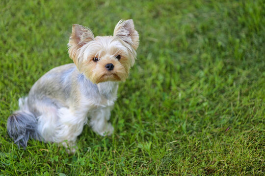 "Beaver Yorkshire Terrier" Images – Browse 170 Stock Photos, Vectors ...