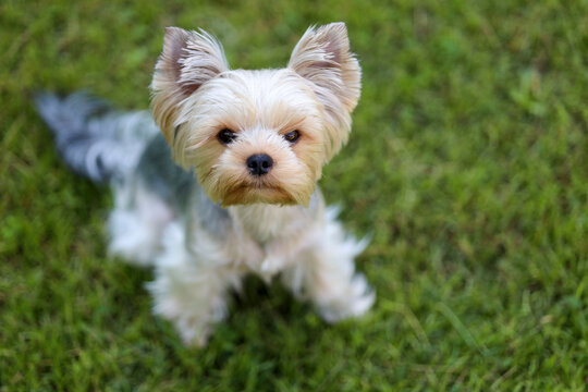 "Beaver Yorkshire Terrier" Images – Browse 193 Stock Photos, Vectors ...