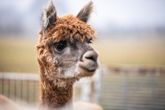 Alpaca Close Up Images – HD & 4K Photos Free to Download | PikWizard