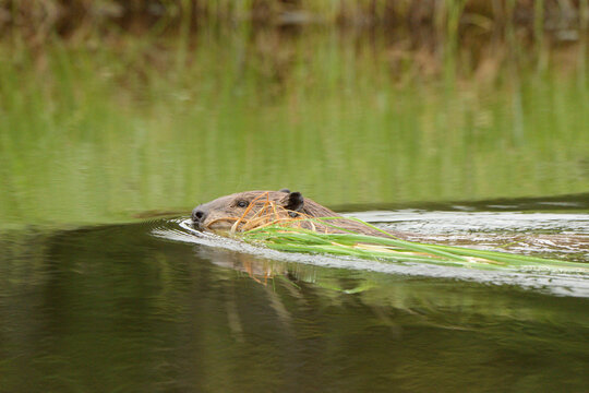 Biberbau Bilder – Durchsuchen 3,579 Archivfotos, Vektorgrafiken und ...