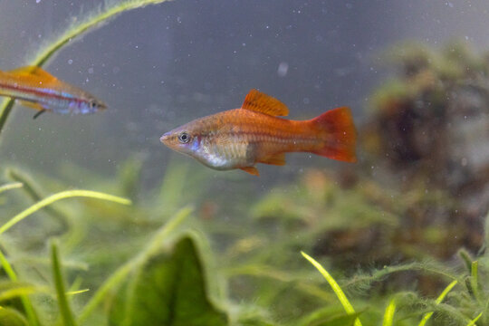Baby Swordtail Fish