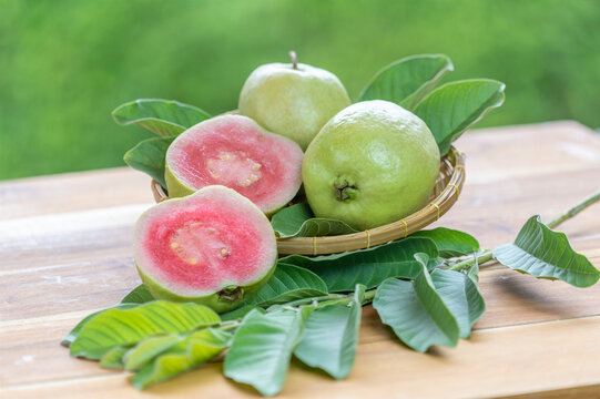 Guava Fruit"」の写真素材 | 2,313件の無料イラスト画像 | Adobe Stock