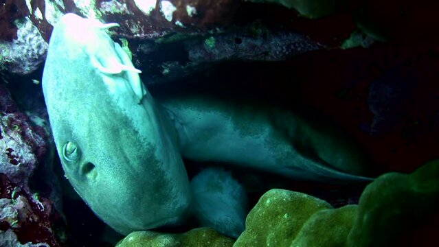 Bambushai-Bilder: Stock-Fotos & -Videos. | Adobe Stock