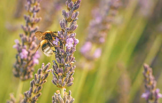 รูปภาพCorbiculae – เลือกดูภาพถ่ายสต็อก เวกเตอร์ และวิดีโอ925 | Adobe Stock
