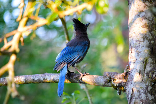 "Stellar Jay" Images – Browse 1,440 Stock Photos, Vectors, and Video ...