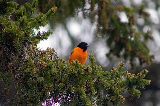 Pirole Bilder – Durchsuchen 7,500 Archivfotos, Vektorgrafiken und ...