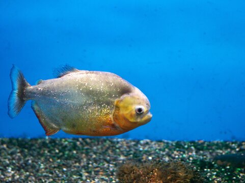 Pirania Bilder – Durchsuchen 330 Archivfotos, Vektorgrafiken und Videos ...