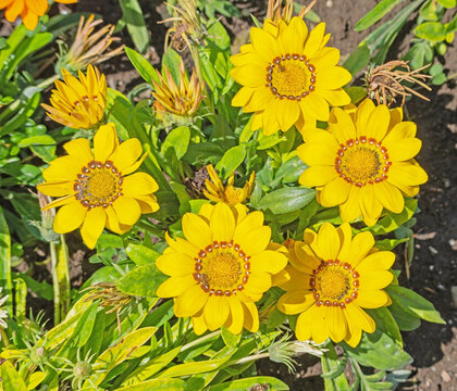 "False Sunflower" Bilder – Durchsuchen 994 Archivfotos, Vektorgrafiken ...