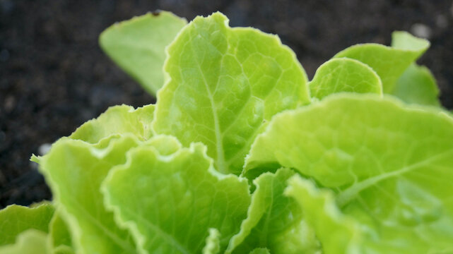 "Lettuce Background" Images – Browse 140 Stock Photos, Vectors, and ...