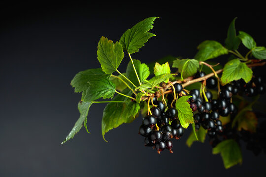"Black Currant" Images – Browse 54,836 Stock Photos, Vectors, and Video ...