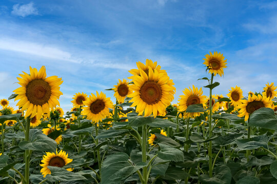 Sunflower Crop