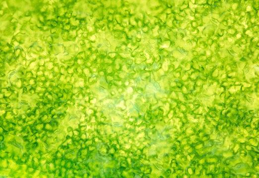 Algae Under Microscope 40x