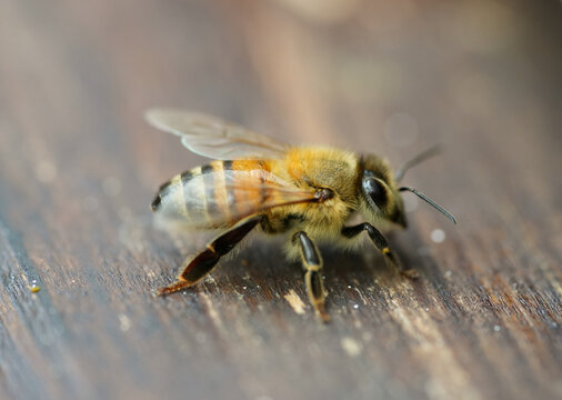 รูปภาพMellifera – เลือกดูภาพถ่ายสต็อก เวกเตอร์ และวิดีโอ9,941 | Adobe Stock