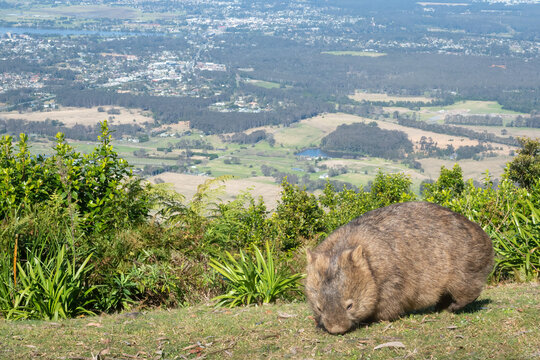 "Common Wombat" Bilder – Durchsuchen 1,049 Archivfotos, Vektorgrafiken ...