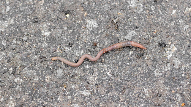 Lumbricus Bilder – Durchsuchen 770 Archivfotos, Vektorgrafiken und ...