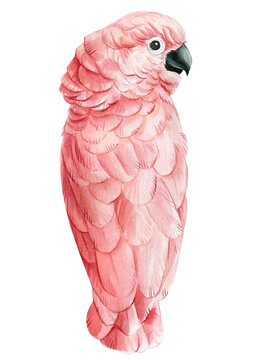 Pink Parrot Wallpaper