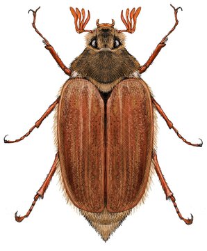 "May Bug" Images – Browse 9,593 Stock Photos, Vectors, and Video ...