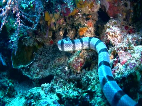 "Banded Sea Krait" Images – Browse 347 Stock Photos, Vectors, and Video ...