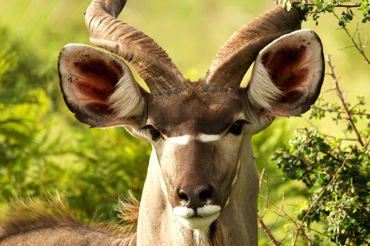 Kudu Head