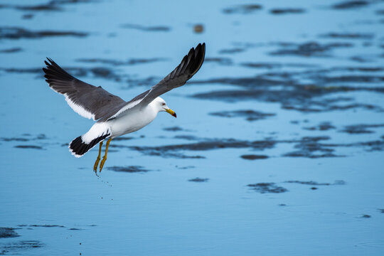 "Larus Crassirostris" Bilder – Durchsuchen 2,943 Archivfotos ...