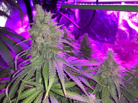 "Flowering Marijuana" Images – Parcourir 53 le catalogue de photos ...