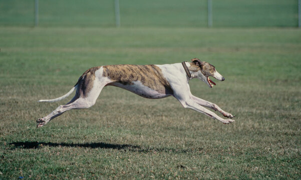 Greyhound Dog Running