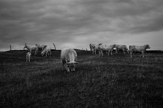 Imágenes de Bnw: descubre bancos de fotos, ilustraciones, vectores y ...