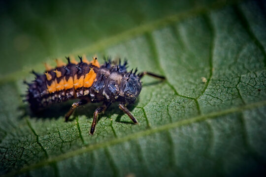 รูปภาพPolyphaga – เลือกดูภาพถ่ายสต็อก เวกเตอร์ และวิดีโอ1,622 | Adobe Stock