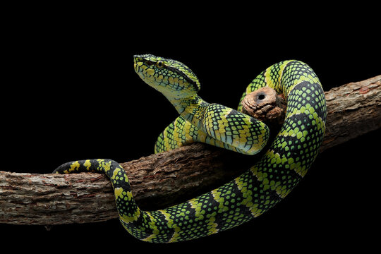 Malaysian Viper