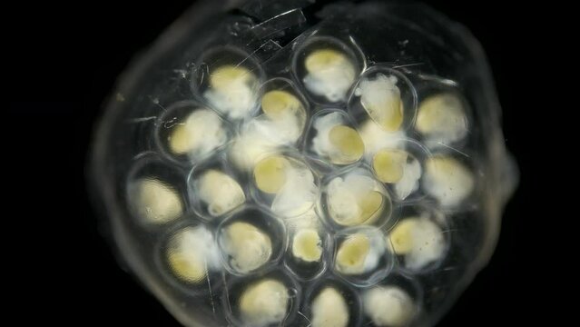 รูปภาพVeliger – เลือกดูภาพถ่ายสต็อก เวกเตอร์ และวิดีโอ134 | Adobe Stock