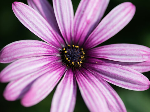 Markro Bilder – Durchsuchen 248 Archivfotos, Vektorgrafiken und Videos ...