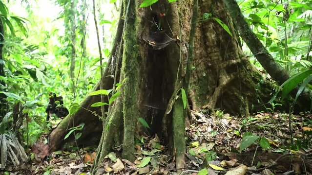 Rainforest Floor Plants
