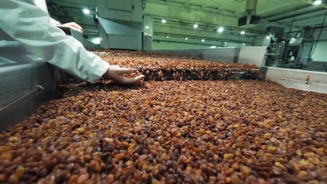 Afbeeldingen over "Sultana Grape" – Blader in stockfoto's, vectoren en ...