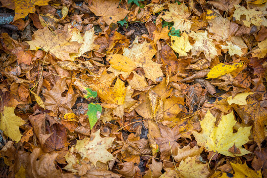 Sterta Images – Browse 460 Stock Photos, Vectors, and Video | Adobe Stock