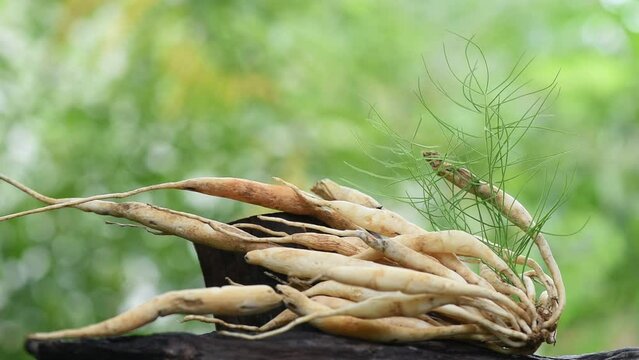 "Asparagus Racemosus" Images – Browse 578 Stock Photos, Vectors, and ...