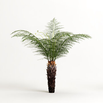 รูปภาพCyathea – เลือกดูภาพถ่ายสต็อก เวกเตอร์ และวิดีโอ575 | Adobe Stock