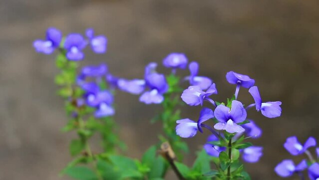 Snapweed Images – Browse 440 Stock Photos, Vectors, and Video | Adobe Stock