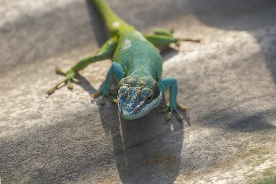 "Anolis Equestris" Images – Browse 268 Stock Photos, Vectors, and Video ...