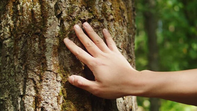 "Touch Wood"-Bilder: Stock-Fotos & -Videos. | Adobe Stock