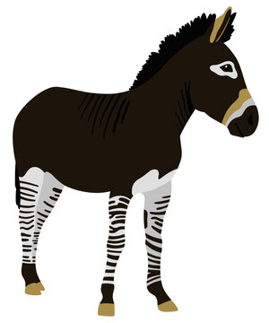 Zonkey Images – Browse 77 Stock Photos, Vectors, and Video | Adobe Stock